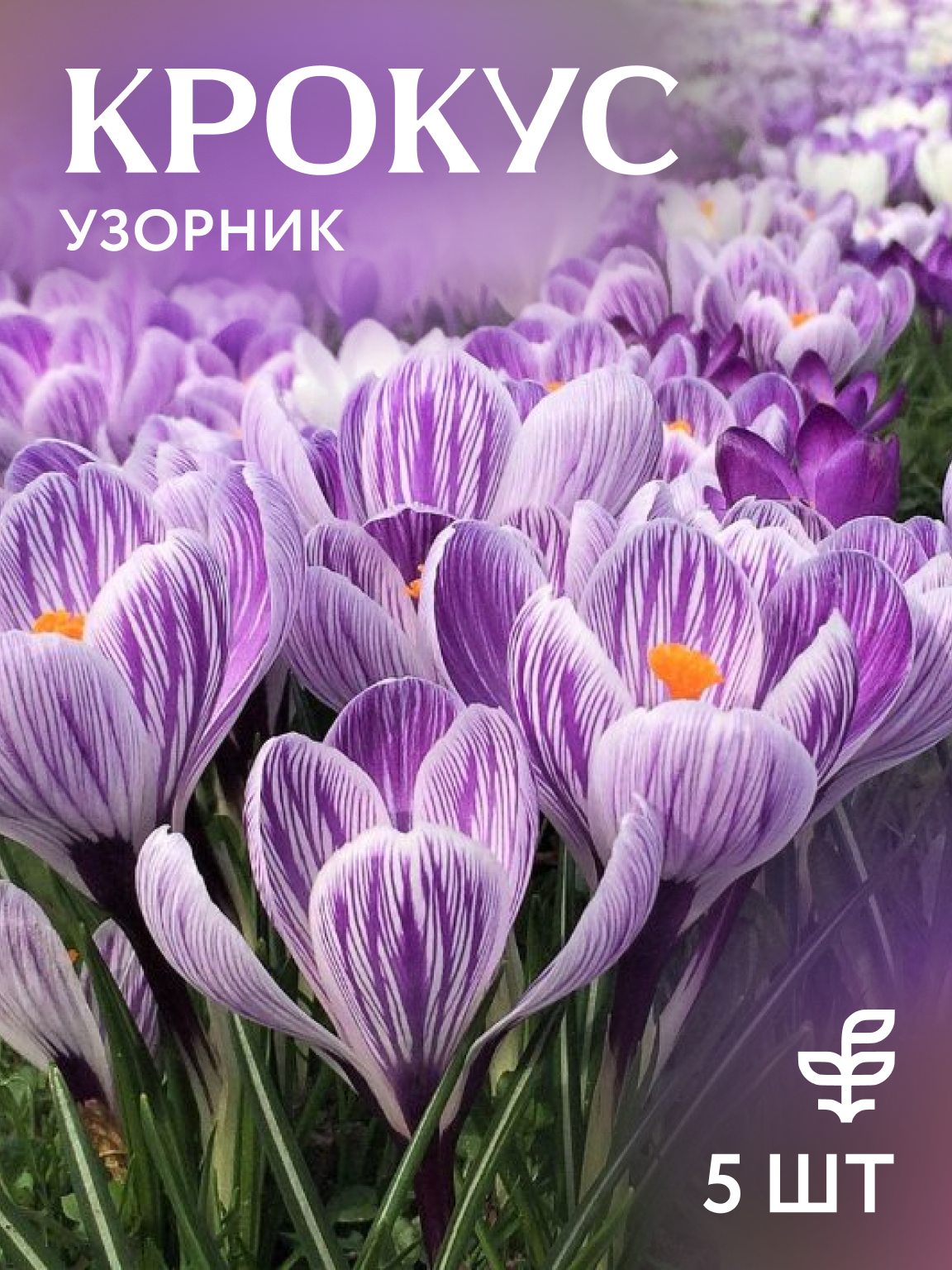 Крокусы луковицы многолетние крупные