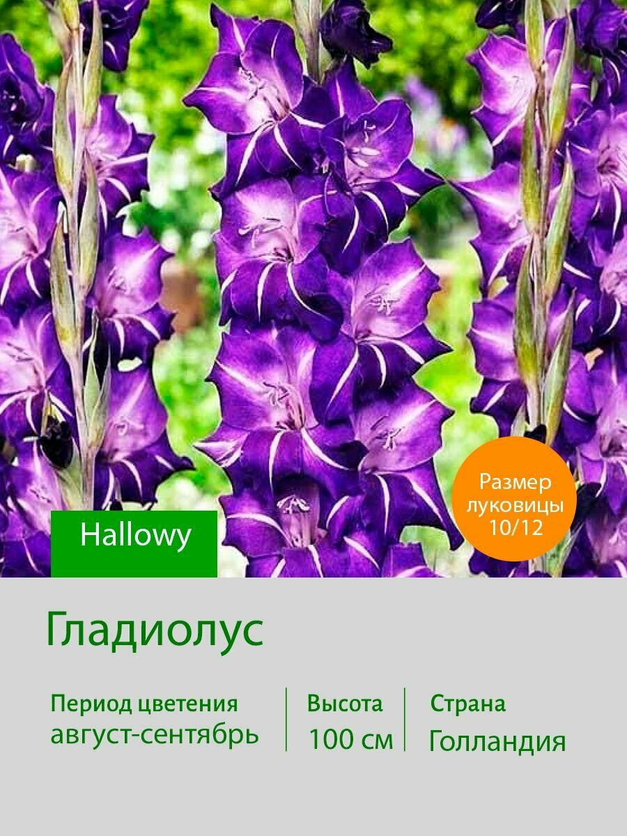 Гладиолус Хэллови (Hallowy) луковицы 3 шт. Сотка
