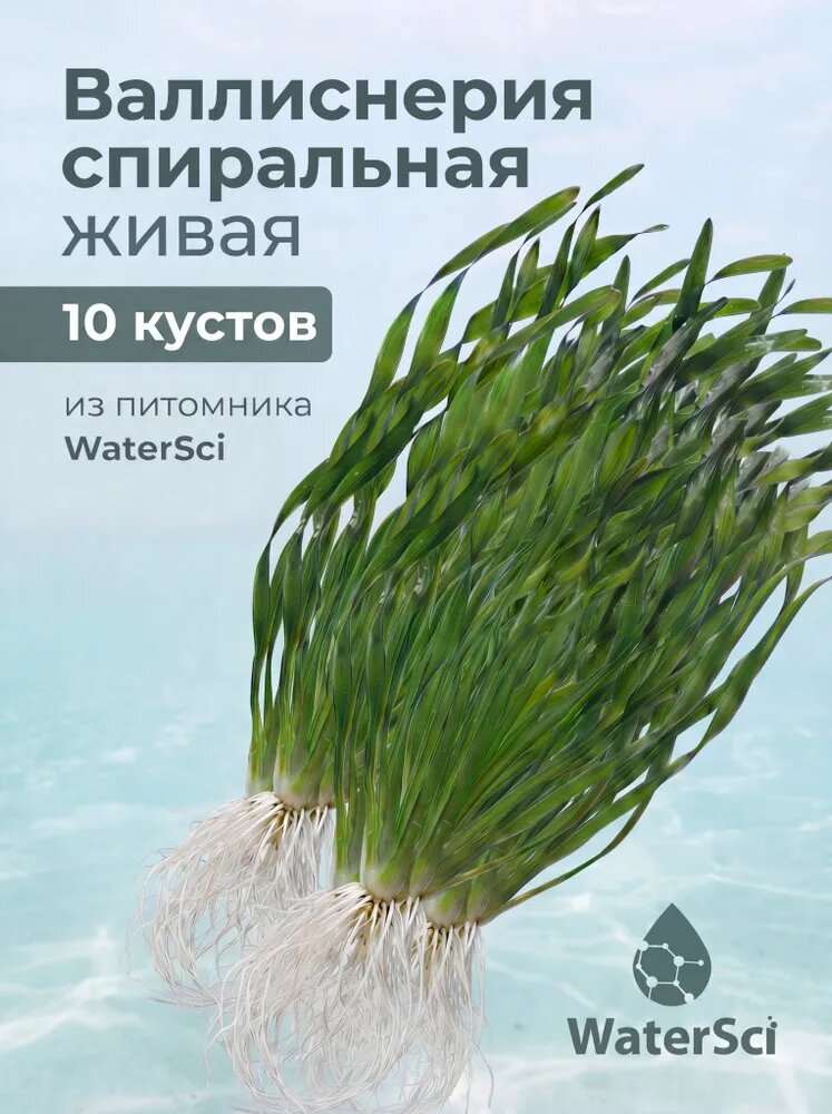Валлиснерия спиральная 10 кустов. Живое растение для аквариума WaterSci.