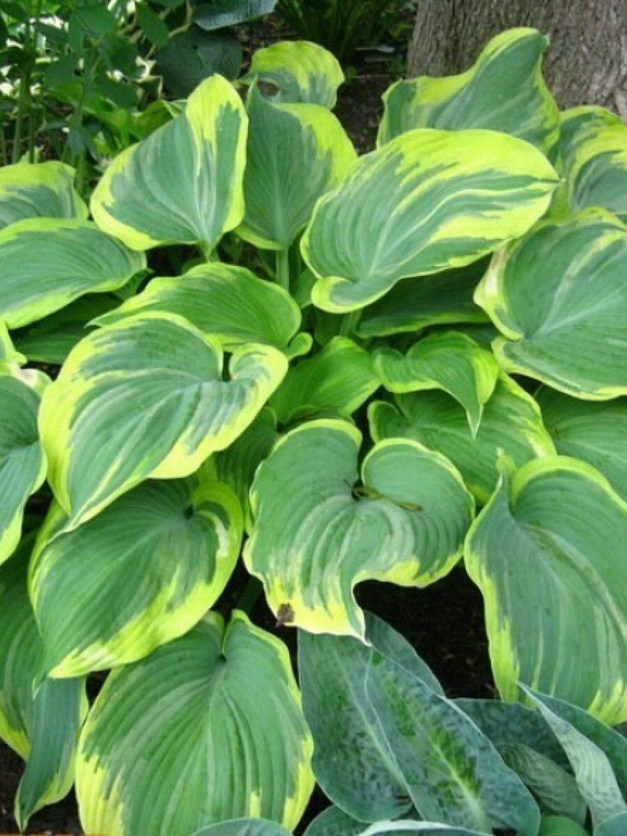 Хоста Ирс Энджел (L) / Саженцы хосты L (большие, 64-120 см)