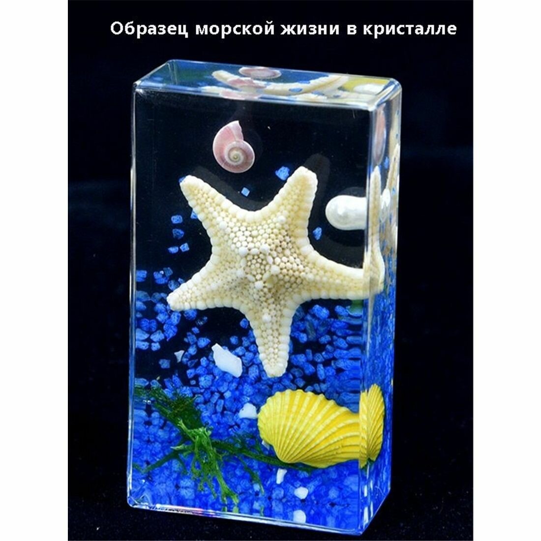 Декоративные экземпляры, натуральный морской образец в смоле, 1 шт