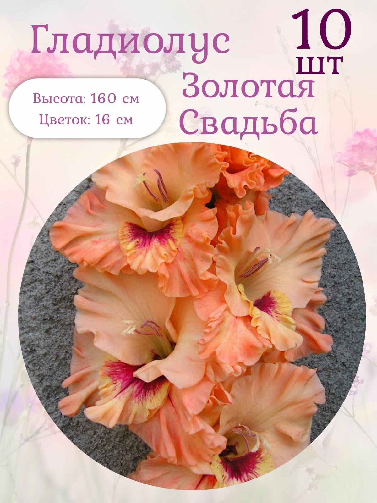 Гладиолус крупноцветковый, многолетние цветы, луковицы 10 шт.