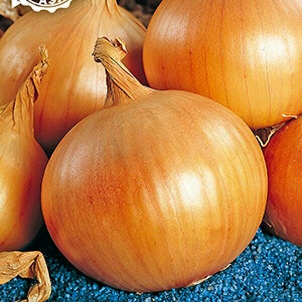 Коллекционные семена лука репчатый Король гигантов