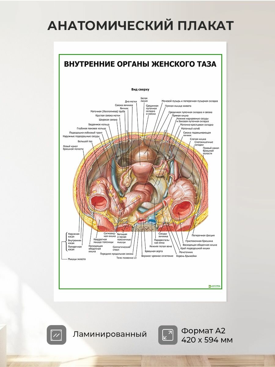 Обучающий медицинский плакат ламинированный формат А2 Внутренние органы женского таза, вид сверху