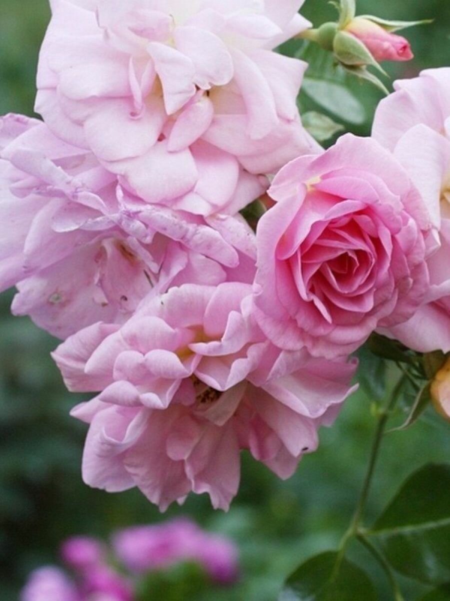 Роза канадская Мари Викторин, 1 шт, морозостойкая, светло-розовая