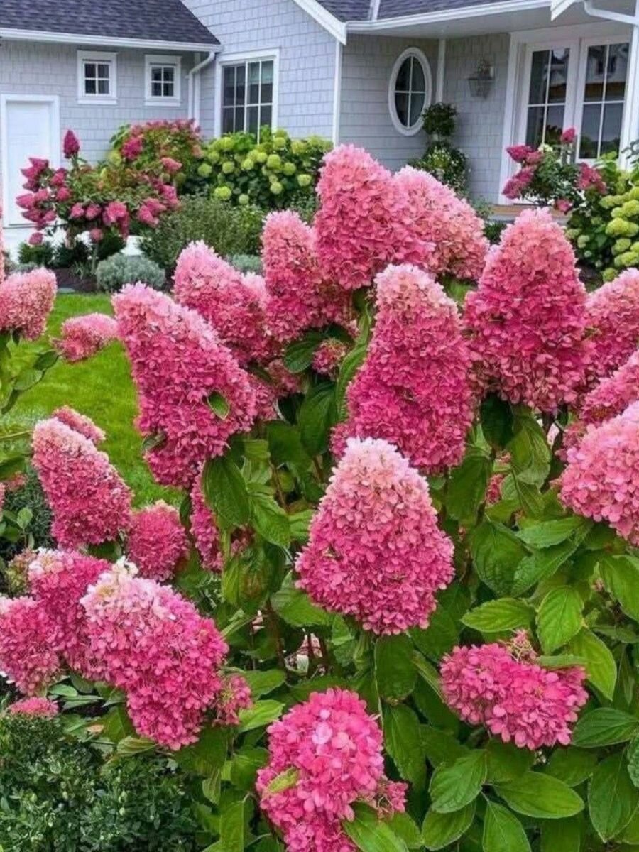 Гортензия метельчатая "Сон Эммы" , морозостойкая, многолетняя