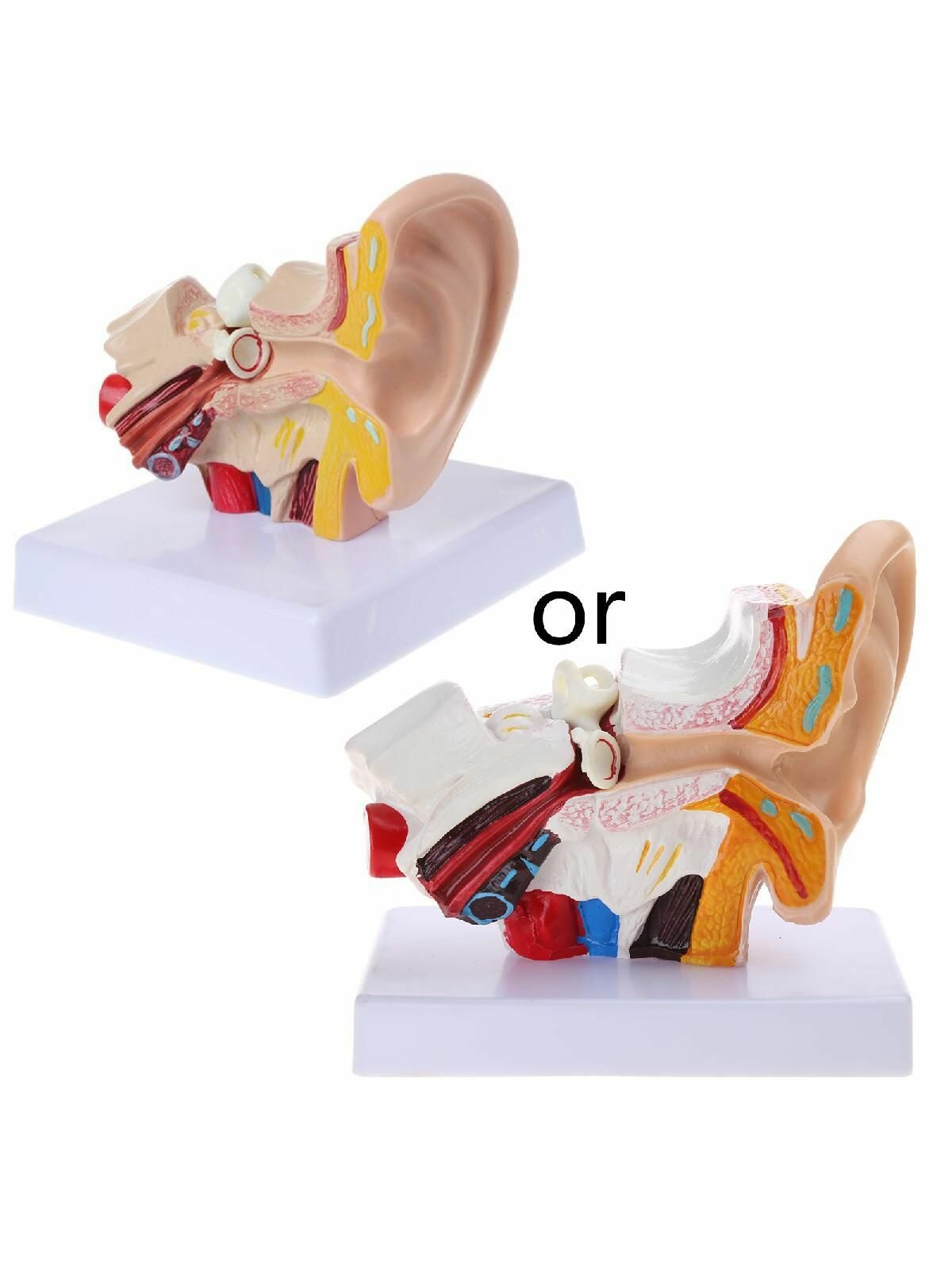 Анатомическая модель человеческого уха в 1,5 раза больше натуральной величины