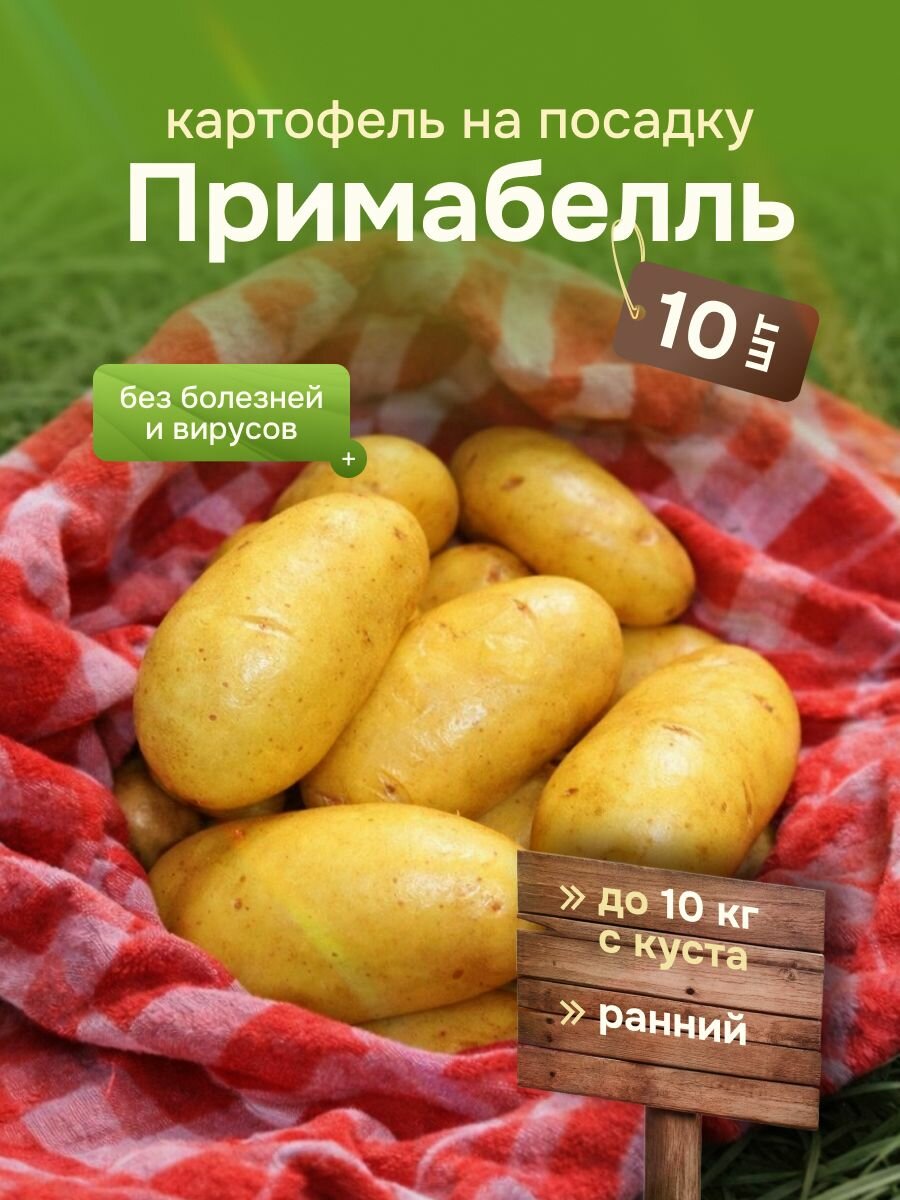 Семенной картофель на посадку Примабелль 10 шт (ранний)