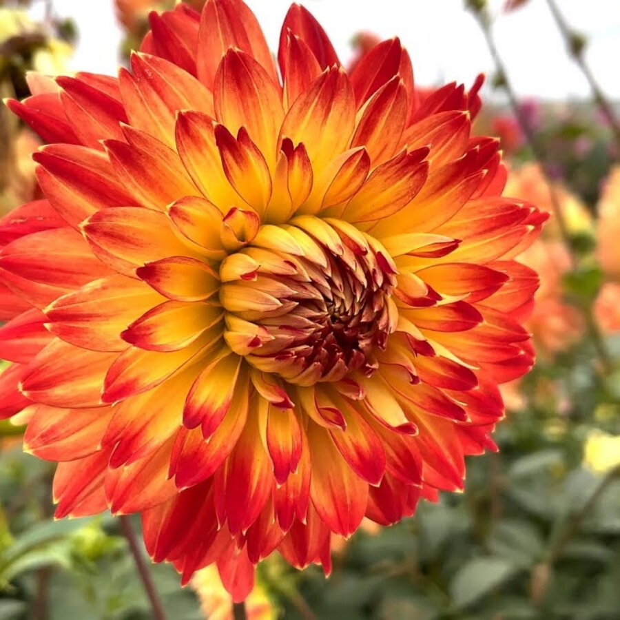 Георгина Процион (1 клубень), Нидерланды