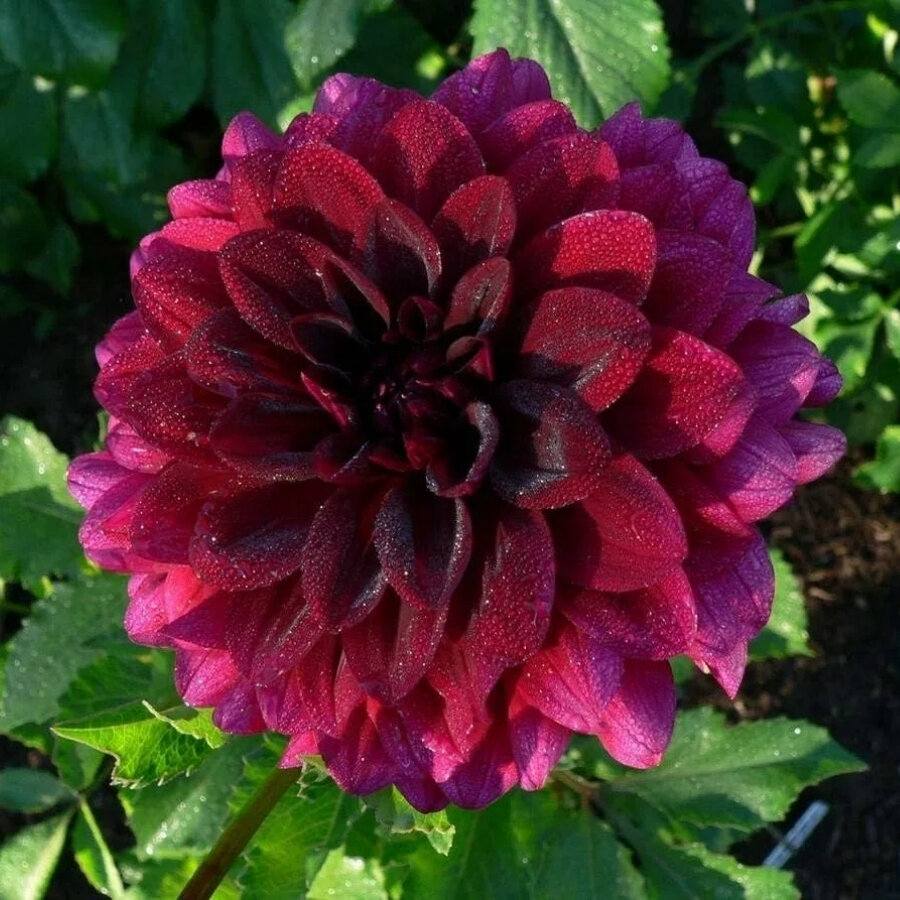 Георгина Вуду (1 клубень), Нидерланды