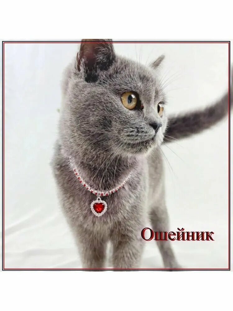 Ошейник колье для кошек и собак