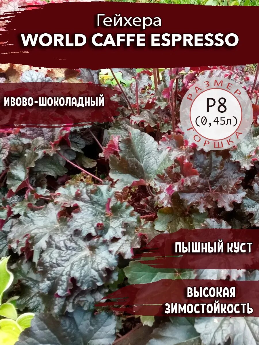 Гейхера Садовые Растения World Caffe Espresso, многолетняя, зона морозостойкости 4