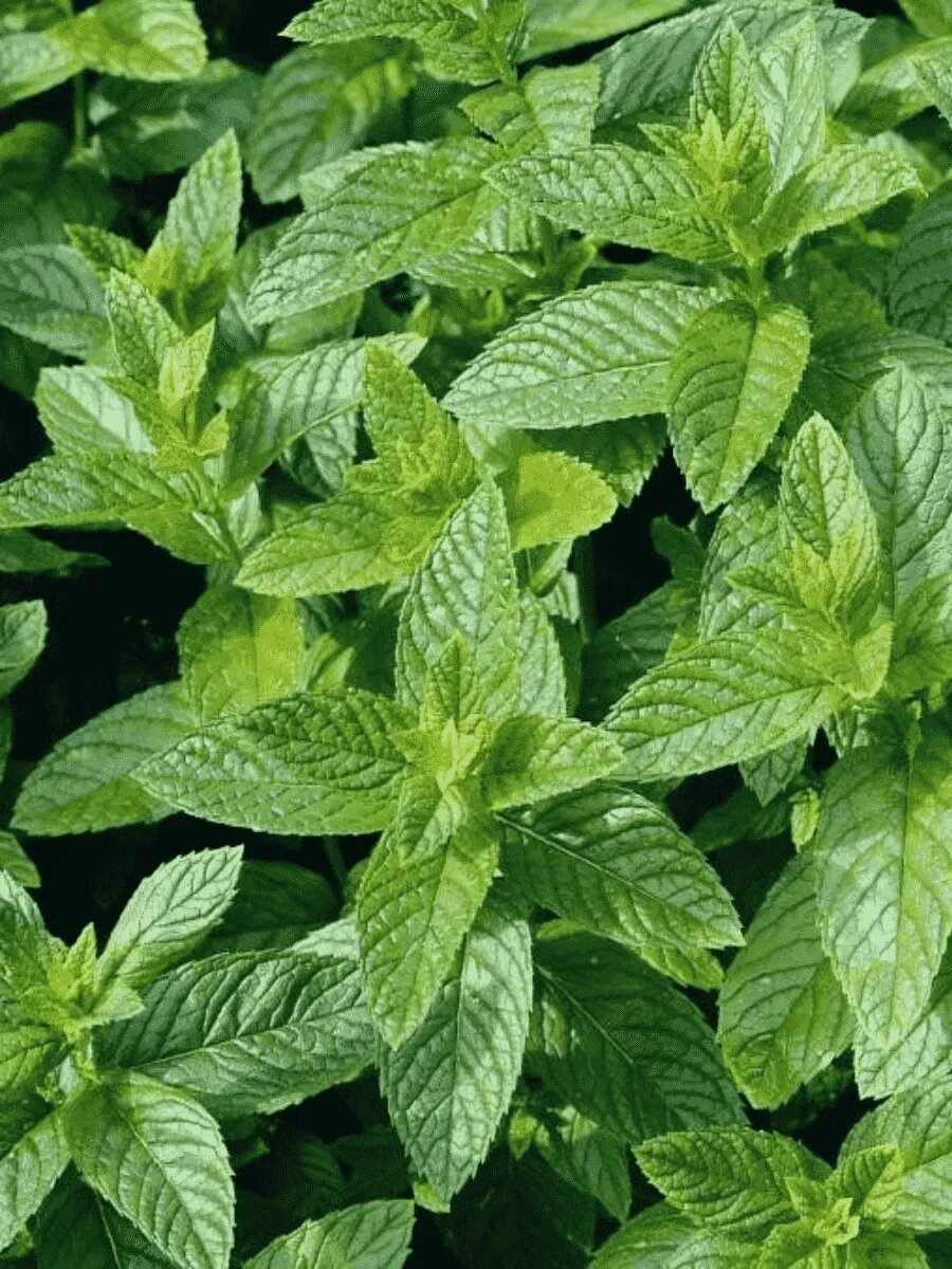 Мята Перечная