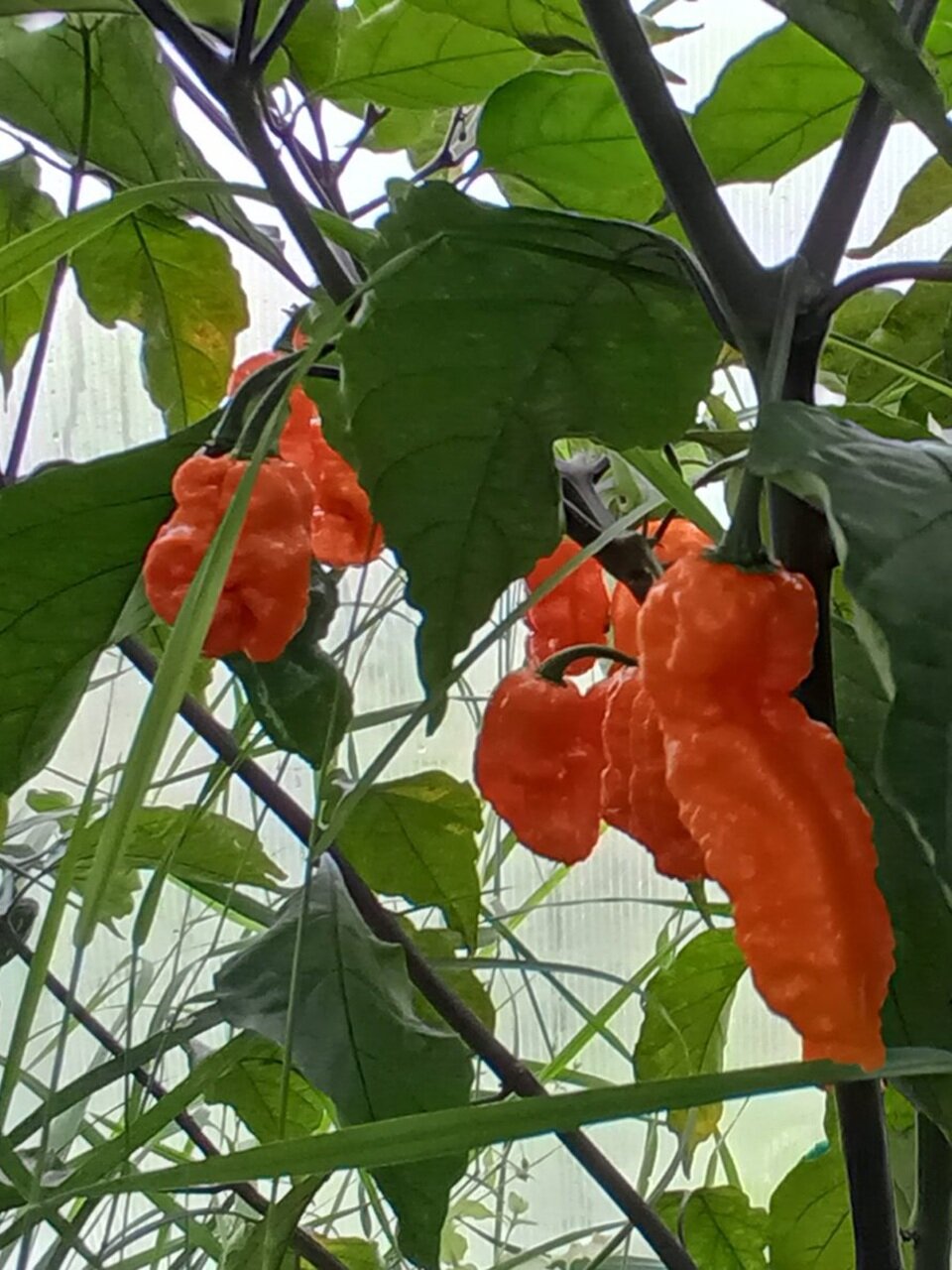 Семена Острый перец Black Panther Orange (Блэк пантер Оранж), 10 семян