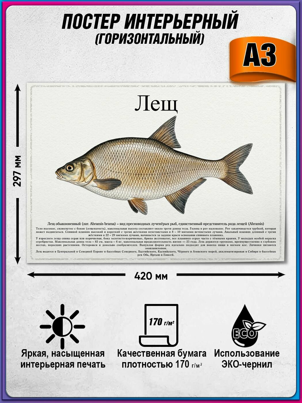Постер интерьерный "Лещ", плакат, подарок на День рыбака / А-3 (42x30 см.)