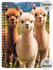 Блокнот Альпаки, Alpacas
