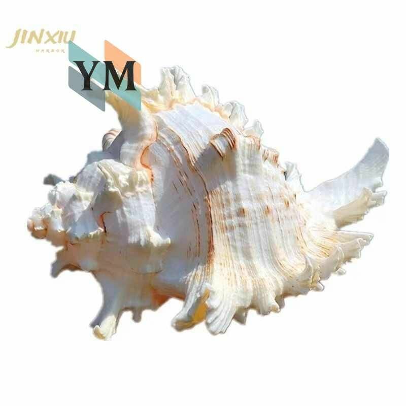 Ракушка морская Мурекс ветвистый 12-16см