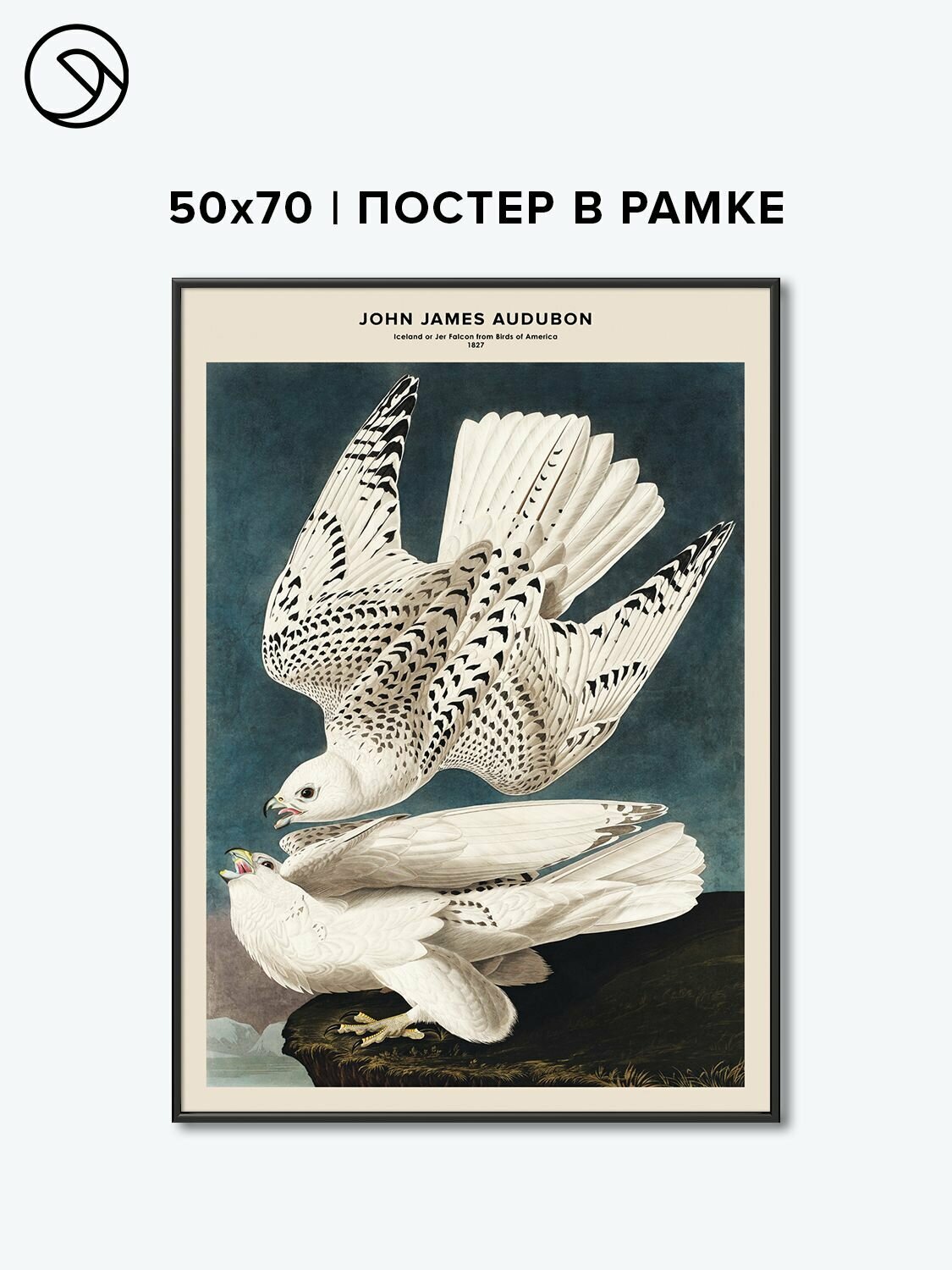 Постер в рамке 50х70 Postermarkt John James Audubon №1