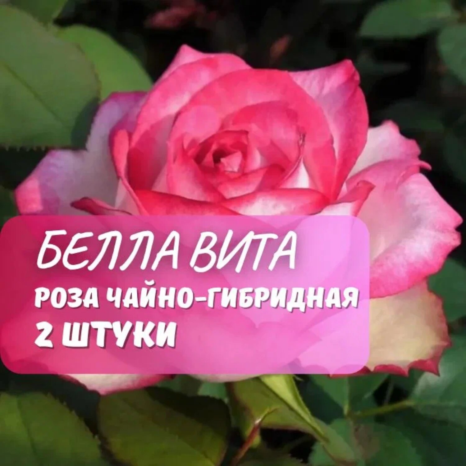 Розы чайно-гибридные "Белла Вита", 2 саж, многолетние, белый и светло-розовый