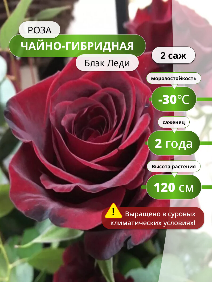 Роза чайно-гибридная Блэк Леди (Black Lady) / 2 шт, роз морозостойких