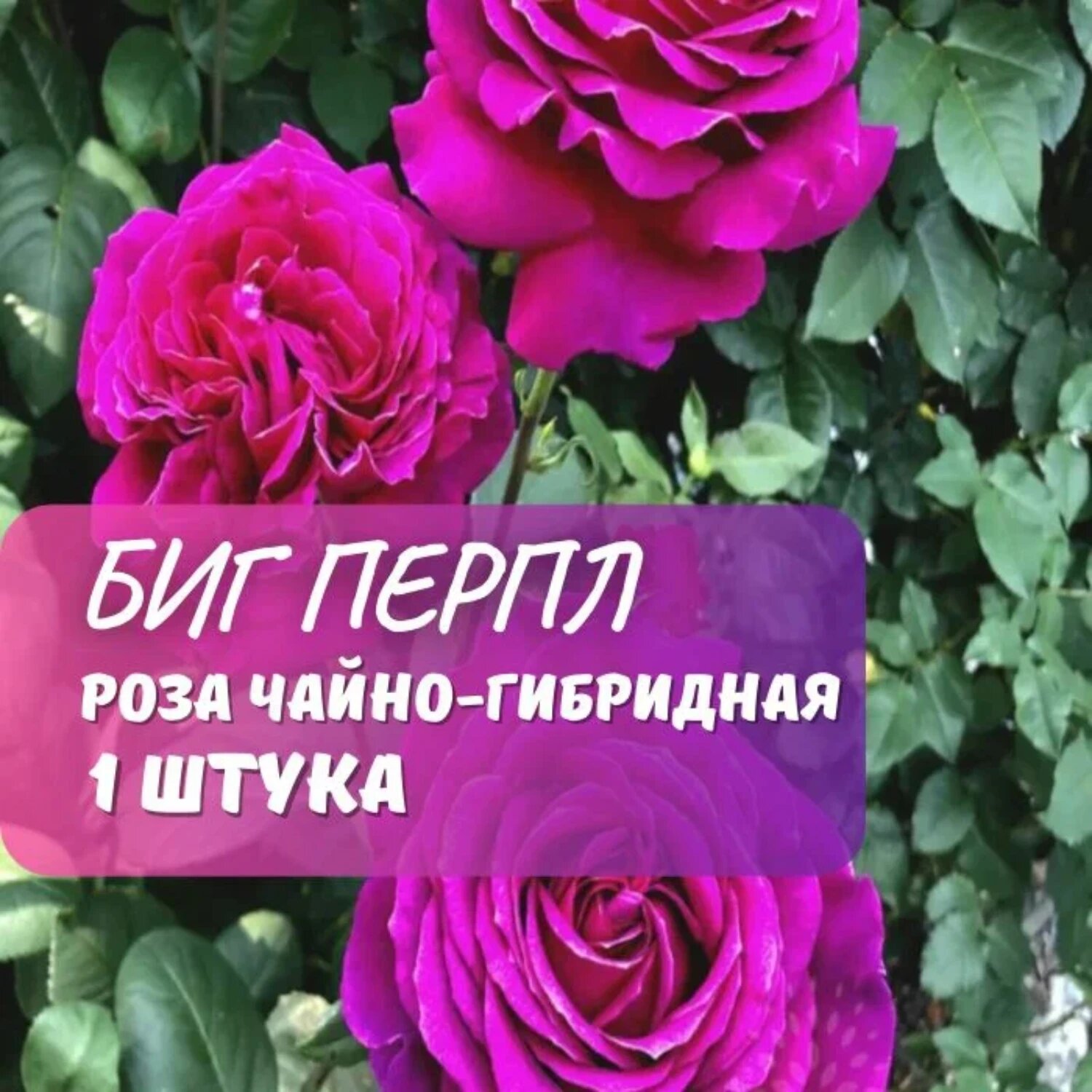 Роза чайно-гибридная "Биг Перпл", 1 саж , многолетняя, высота 50см, ЗКС, фуксия