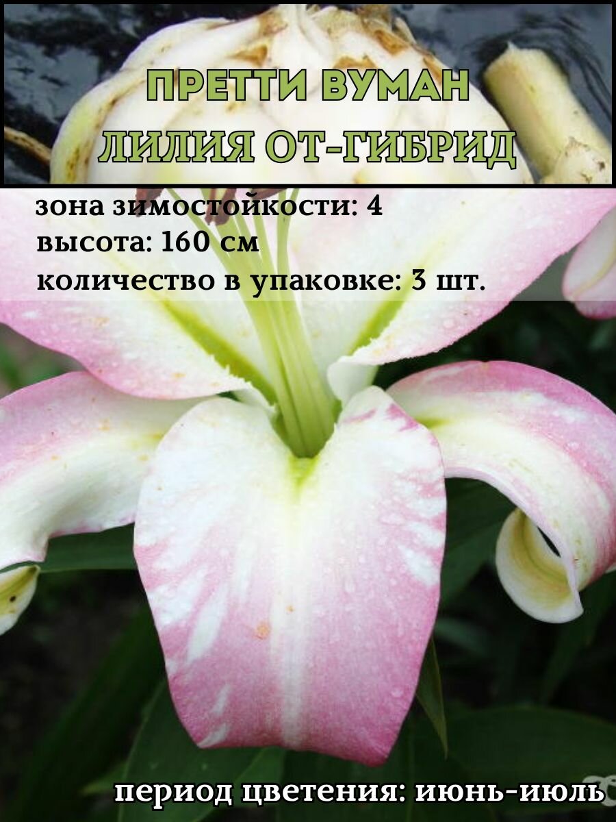 Лилия от-Гибрид, Пинк Джаинт, луковицы 3 штуки