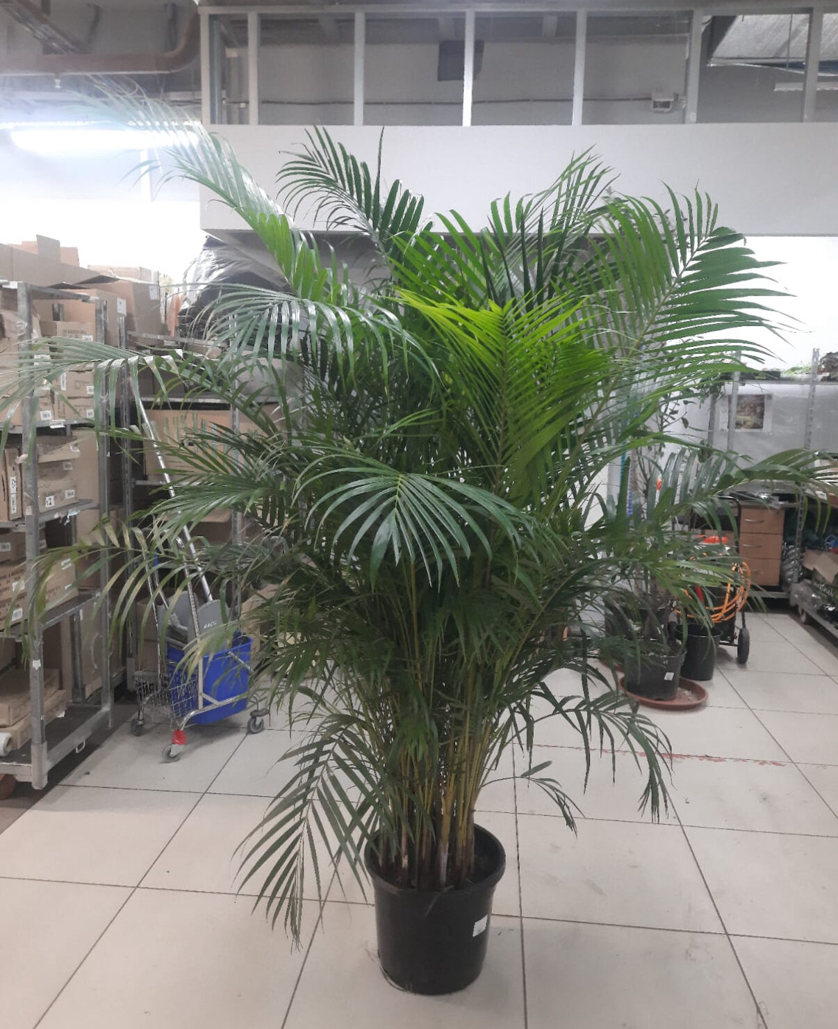 Высокая пальма Арека Хризалидокарпус высота 200 см.