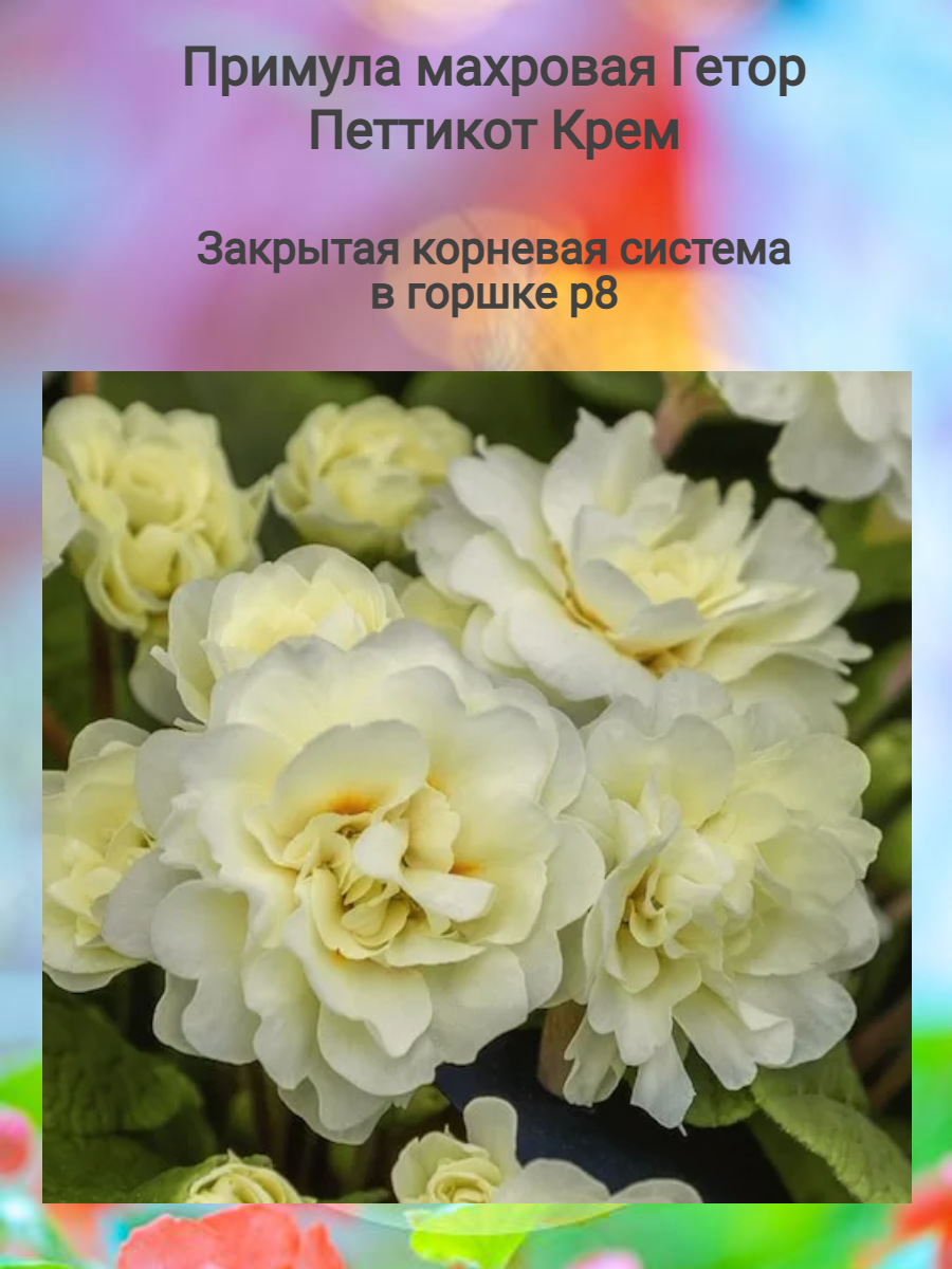 Примула махровая Гетор Петтикот Крем