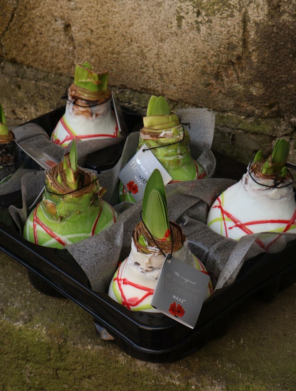 Луковицы амариллиса в воске «зимний микс» 3 шт