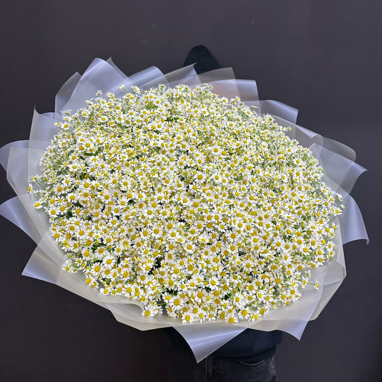 Пышный букет из 101 камиллы матрекарии высотой 60 см с доставкой