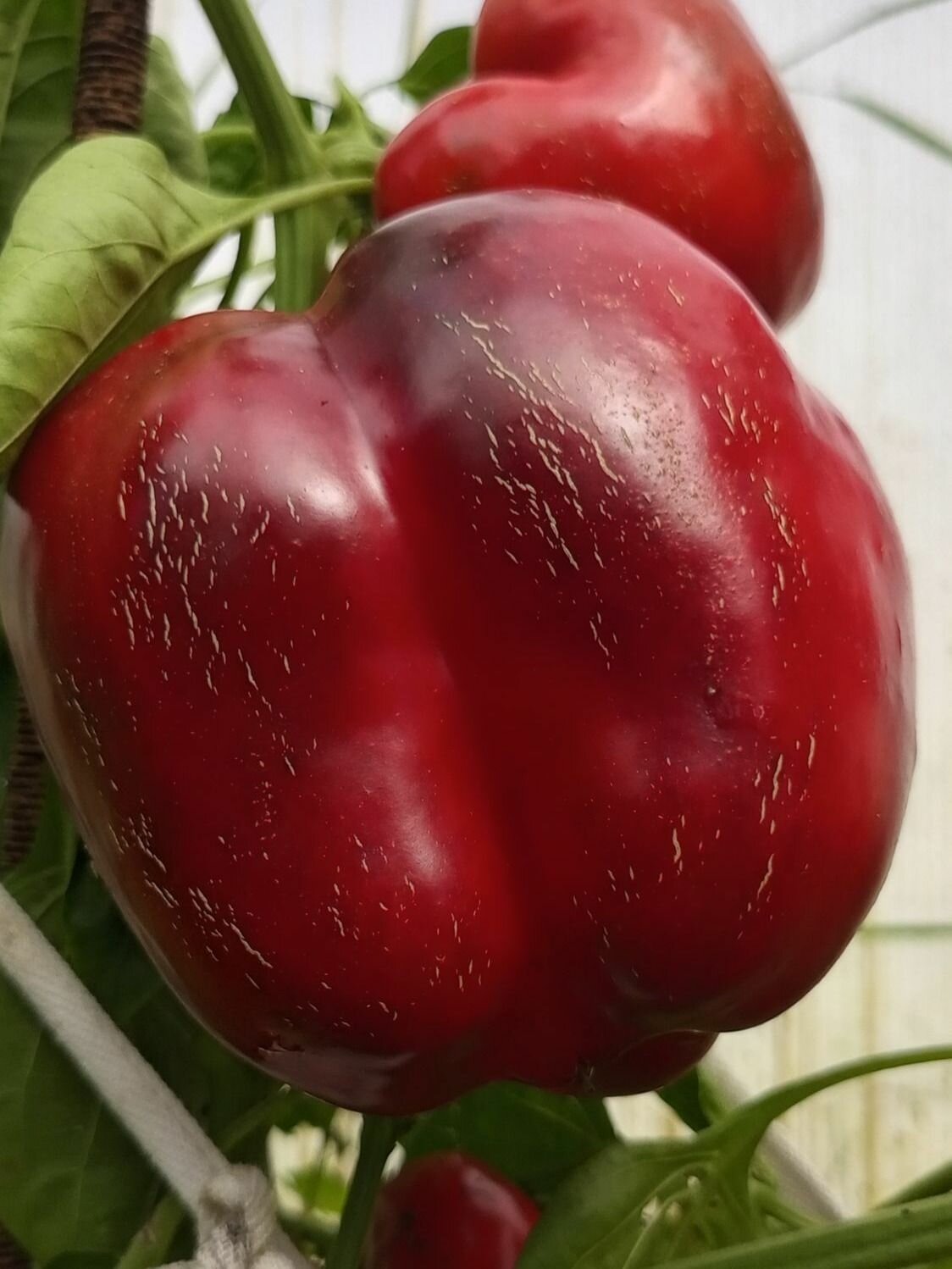 Багира 7шт+ бонус