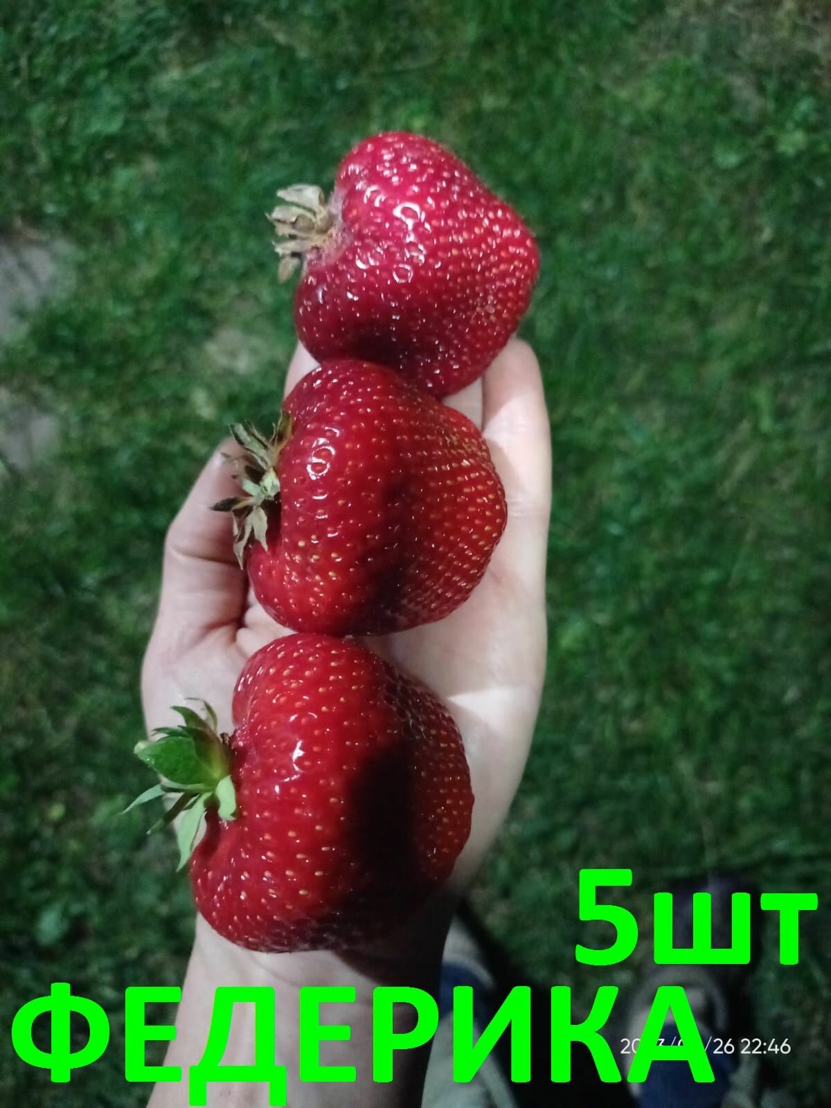 Рассада. Клубника Федерика.