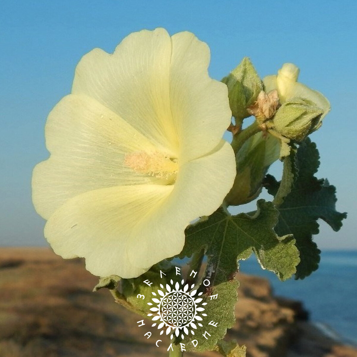 Семена Мальва желтая Шток-роза (лат. Alcea rosea) 10шт