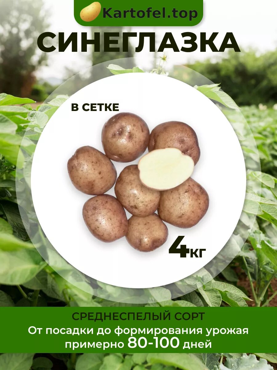 Картофель семенной Синеглазка