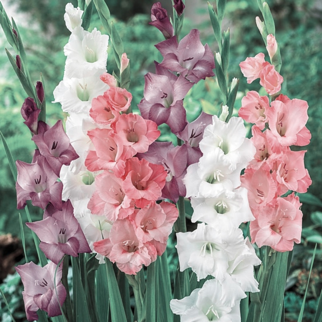 Луковицы цветов, chipollino flowers , Гладиолусы PINK AND WHITE MIX ( 20 луковиц )