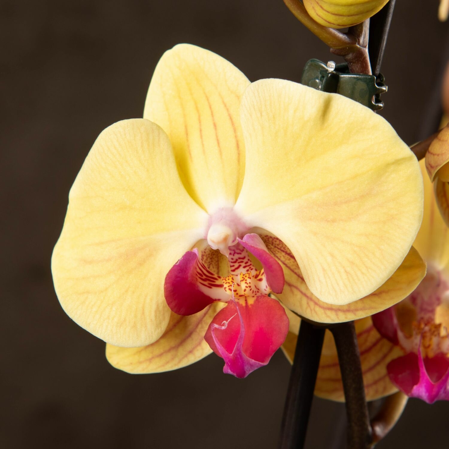 Орхидея Фаленопсис Голдион 2 ст