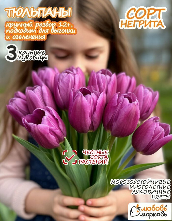 Тюльпан луковичные цветы, Негрита 3 шт, разбор 12+