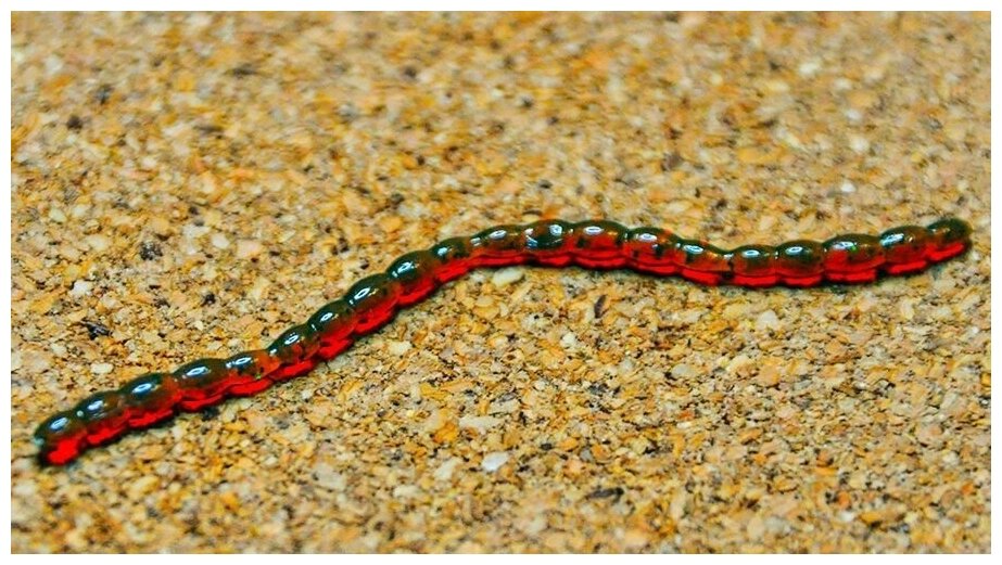 Силиконовая приманка Мотыль 50 мм , моторное масло, уп.15шт.