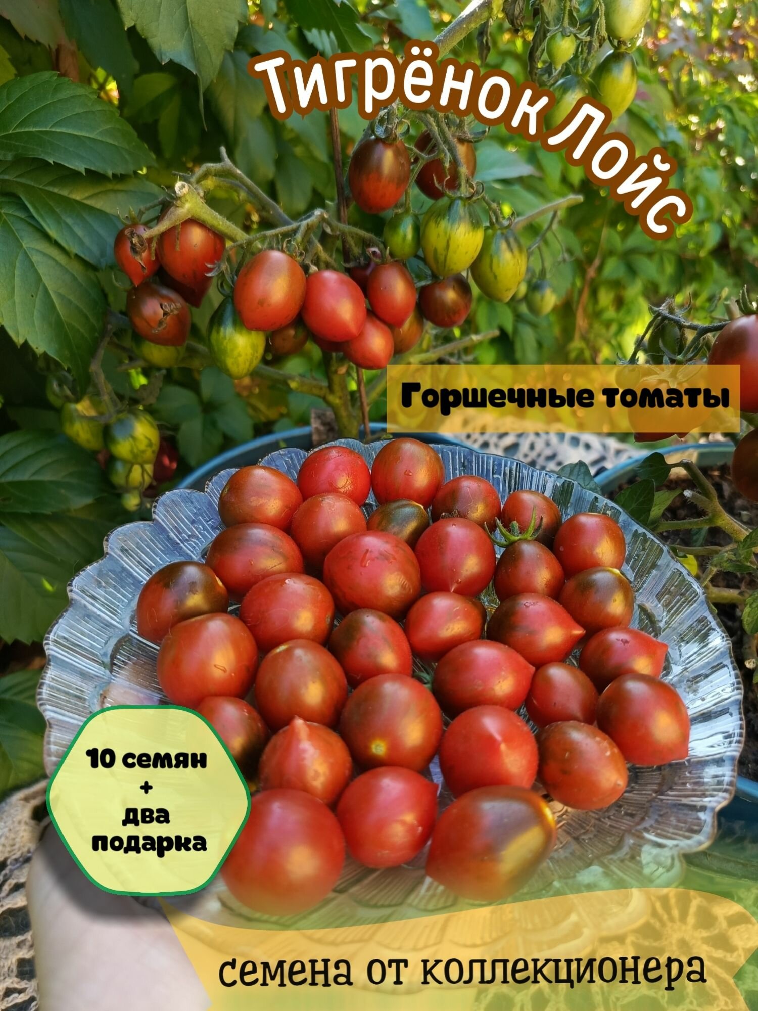 "Тигрёнок Лойс", семена томатов, горшечный сорт