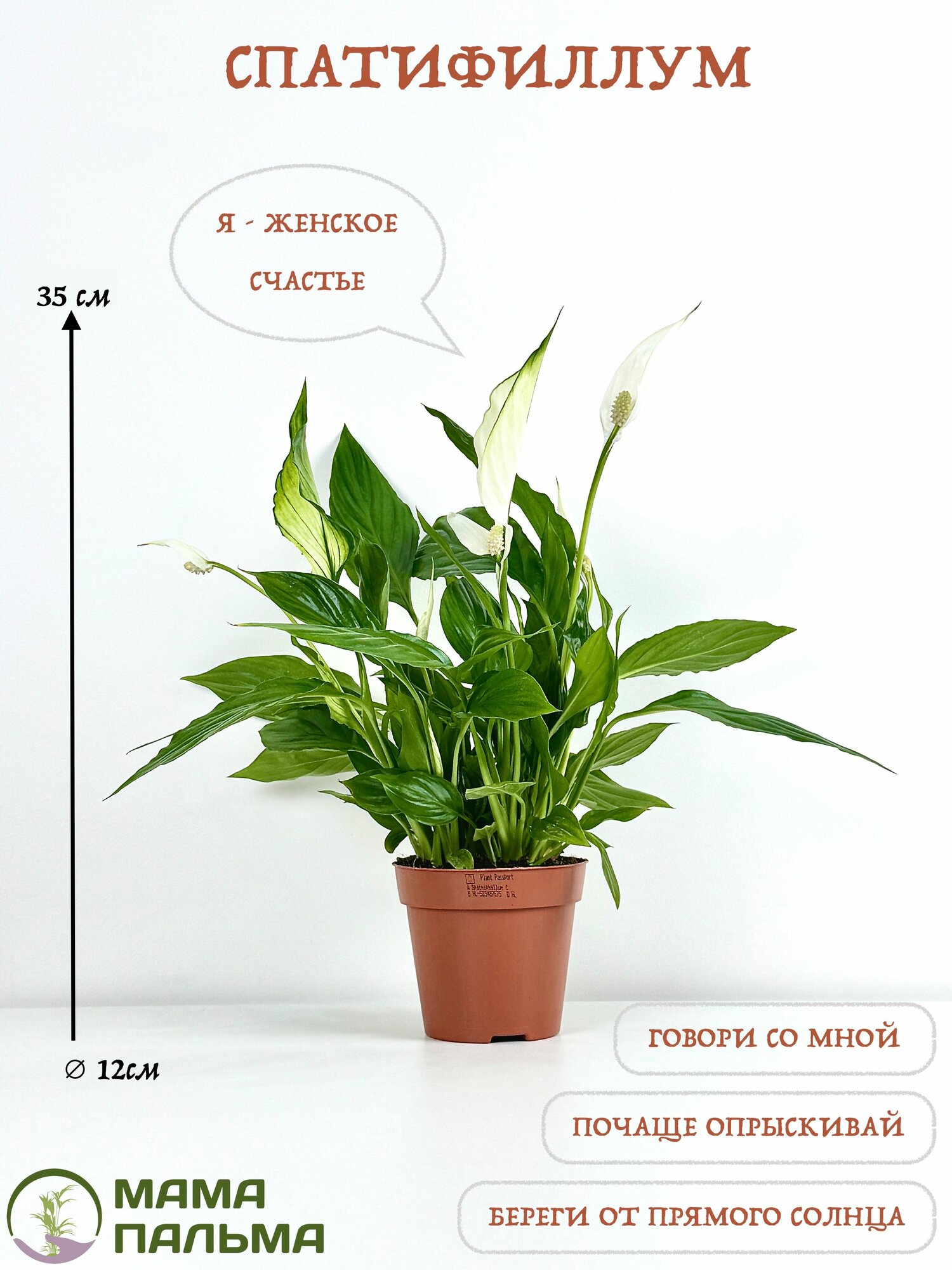 Живое растение Спатифиллум в горшке D12 высота 35 см