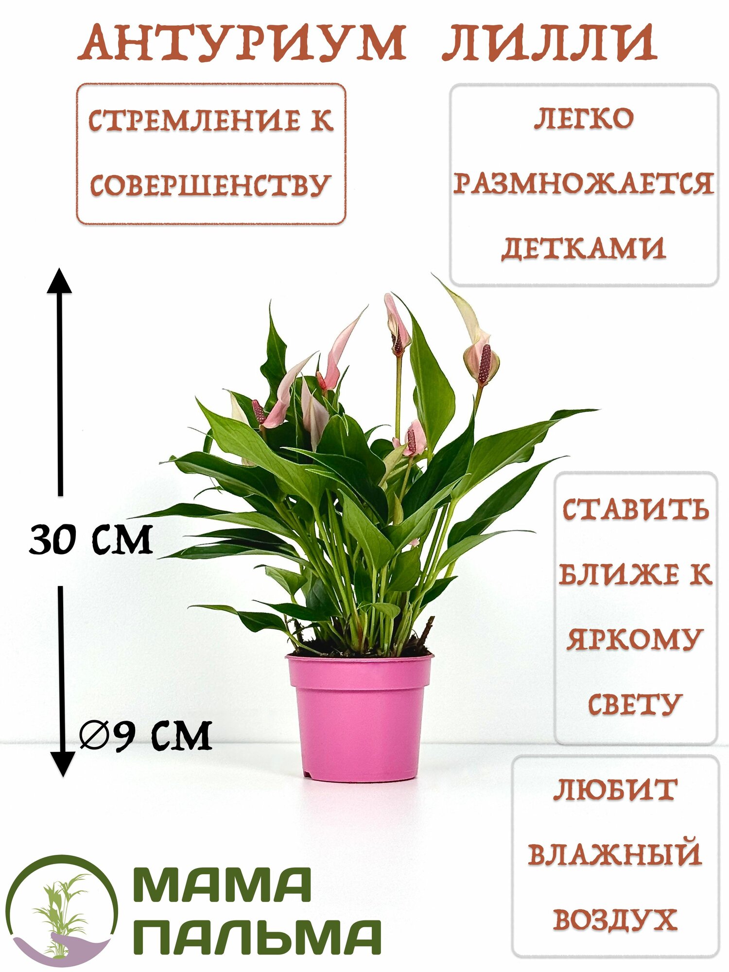 Живое растение Антуриум Лилли в горшке D9 высота 30 см
