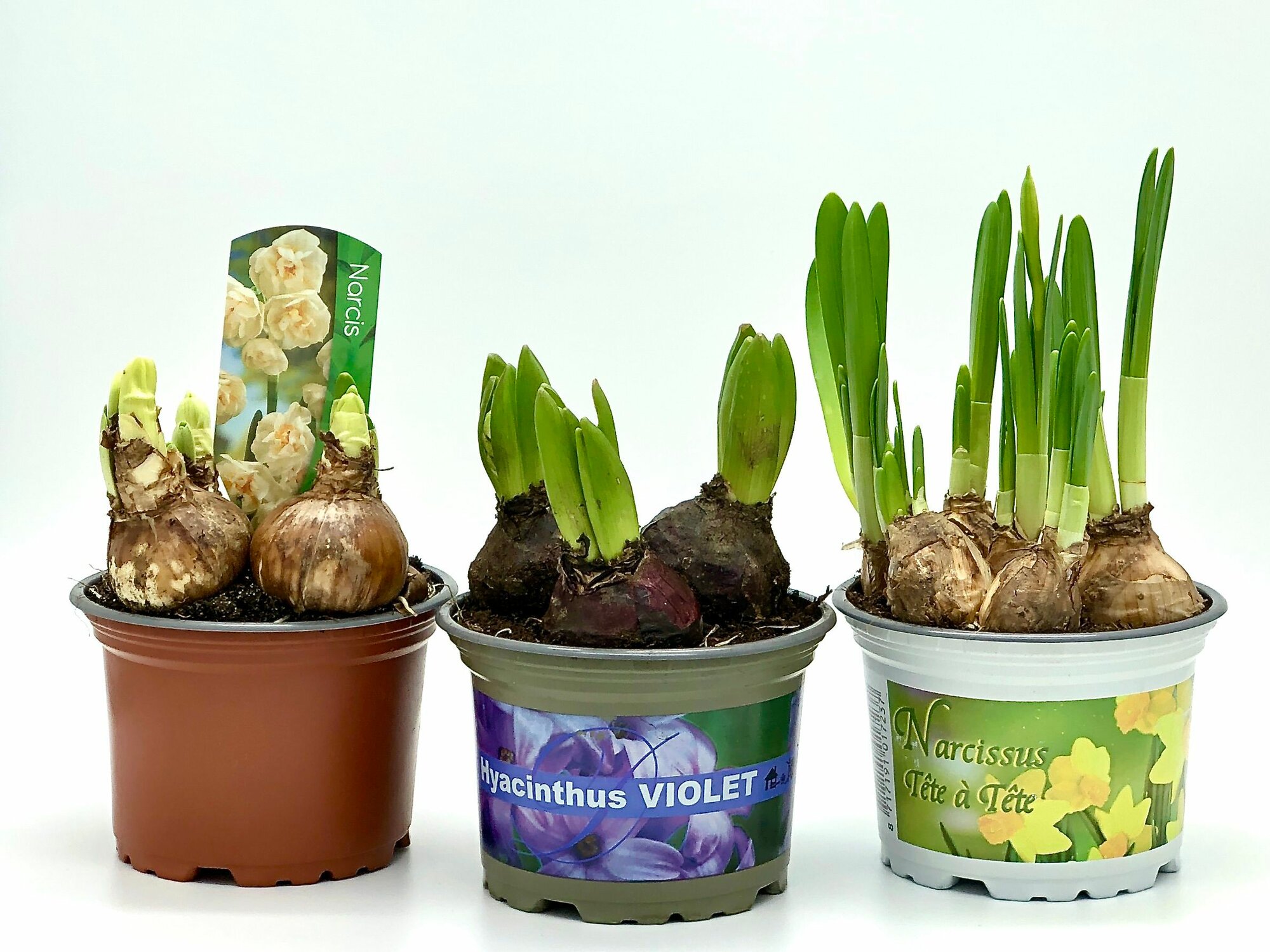 Набор 3 растения: Гиацинт 3 луковицы - 1шт, Нарцисс 3 луковицы - 2шт, высота 15-20 см, живое растение