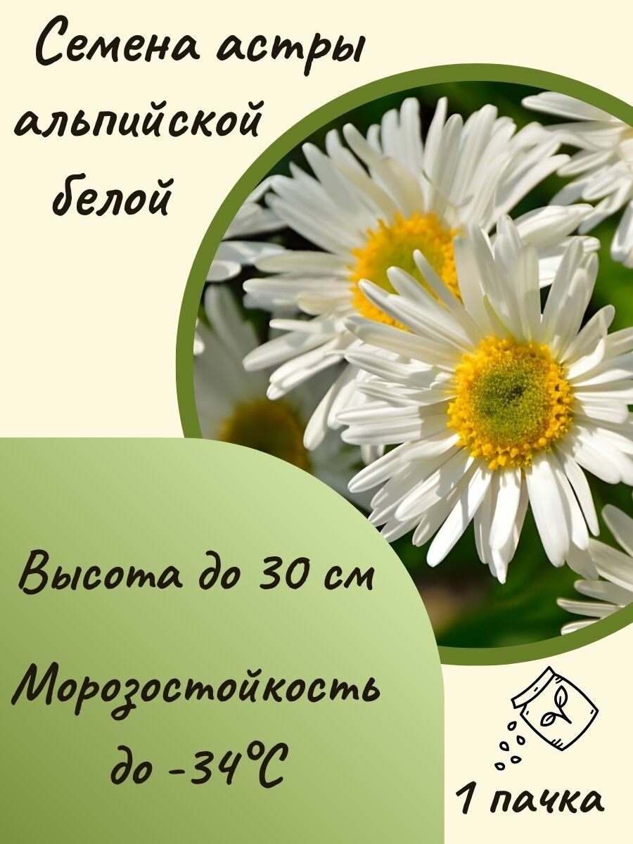 Семена астры альпийской белой, 10 шт. семян