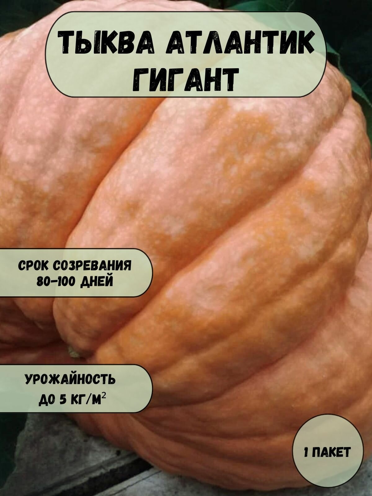 Тыква Атлантик гигант семена 10 шт