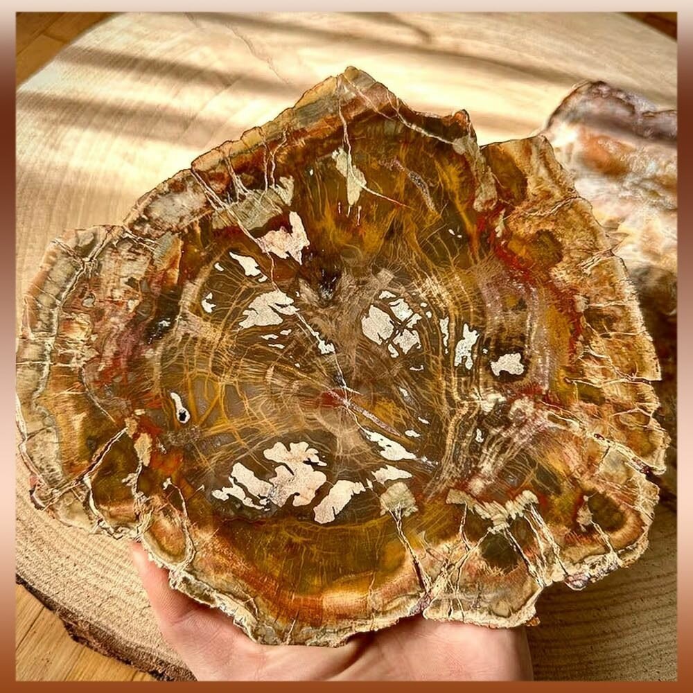 Натуральный сланец окаменелого дерева: пластины 300-400 г, 10-15 см (коллекционный экземпляр)