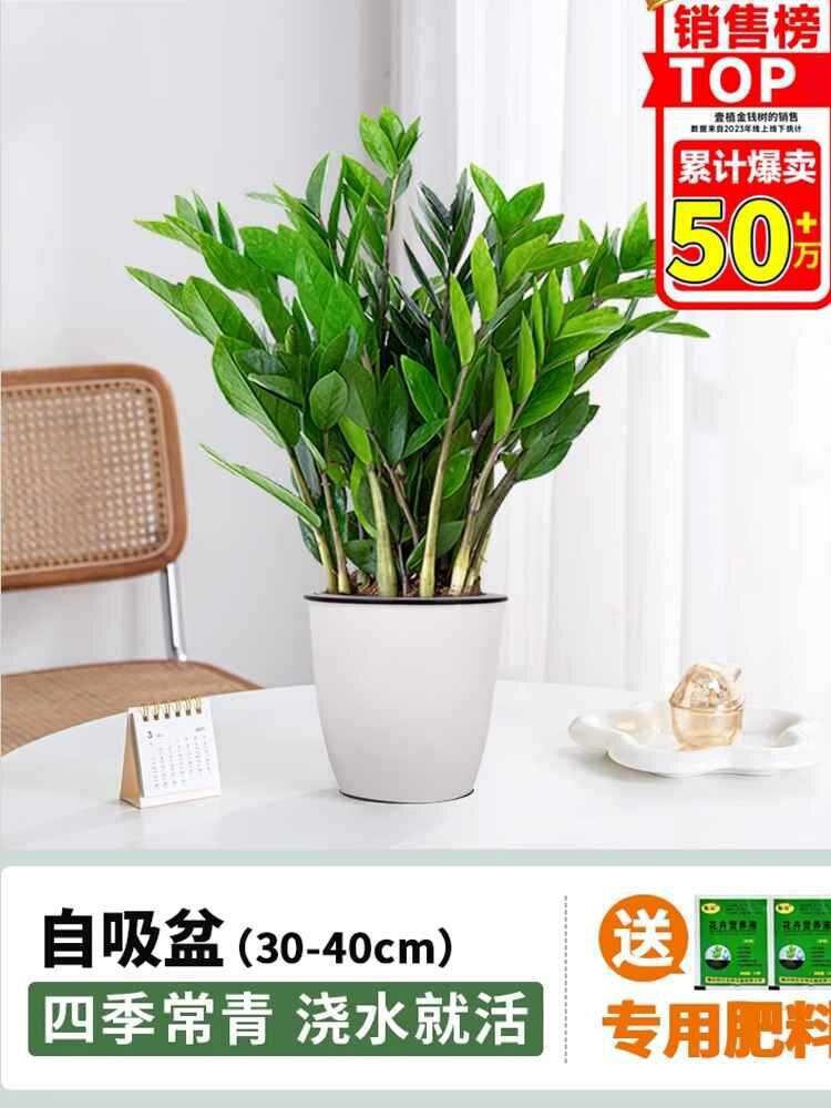 Горячая распродажаДенежное дерево, зеленое растение для интерьера, легкое в уходе, цветок для офиса, счастливое дерево, большой цветочный горшок, денежная гирлянда