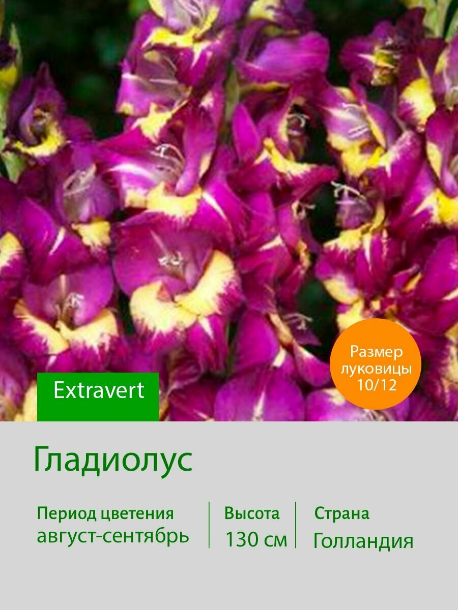 Гладиолус Экстраверт (Extravert) луковицы 3 шт. Сотка