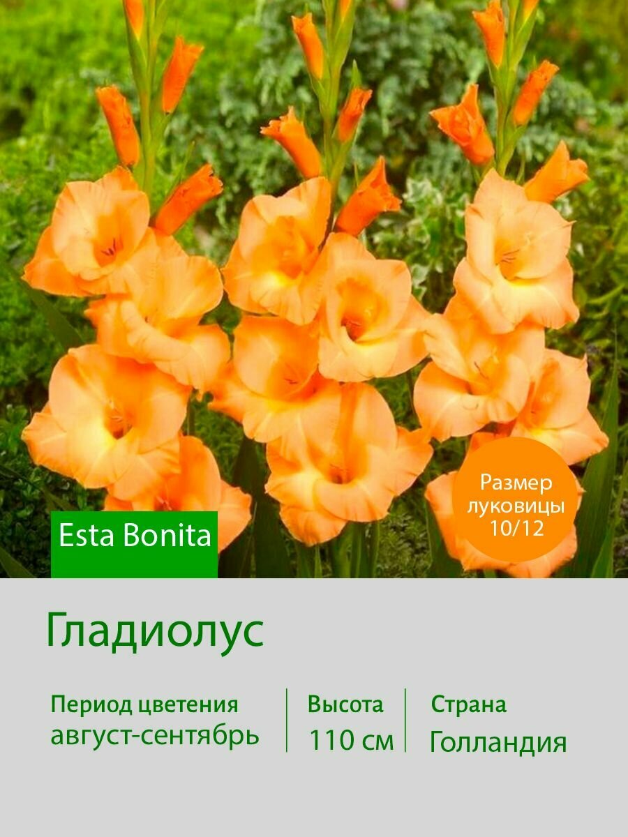 Гладиолус Эста Бонита (Esta Bonita) луковицы 3 шт. Сотка