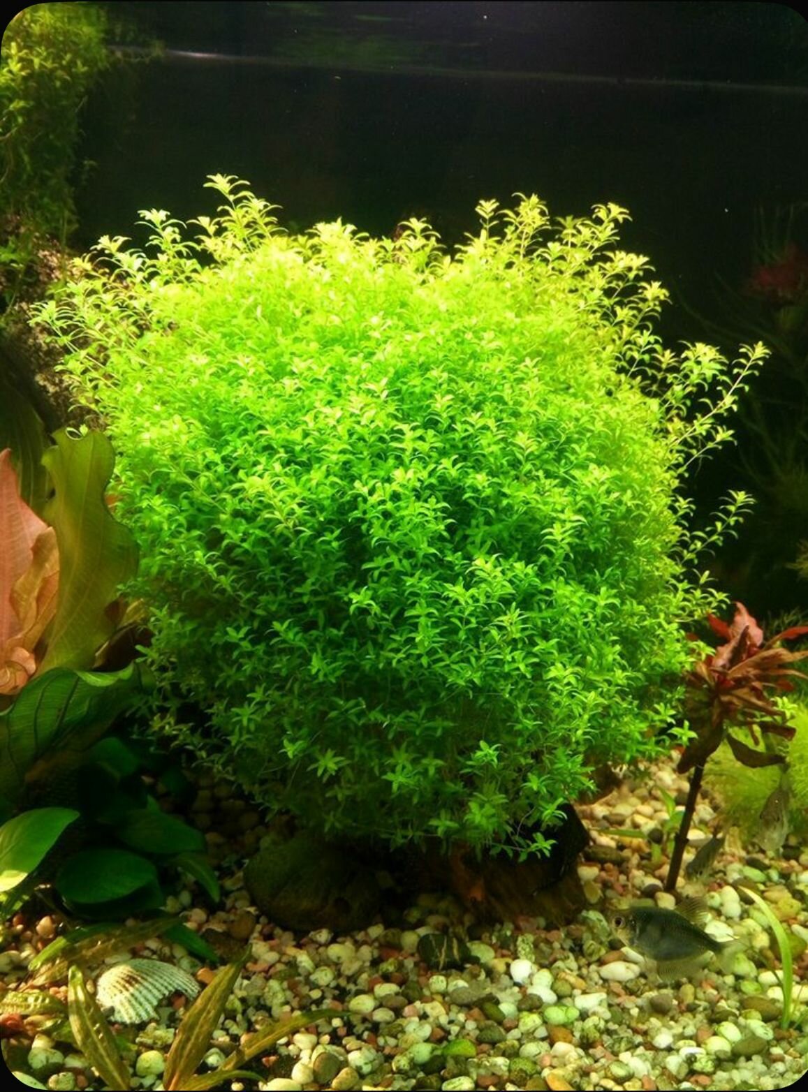 Аквариумное растение Хемиантус Микрантемоидез, Hemianthus micranthemoides