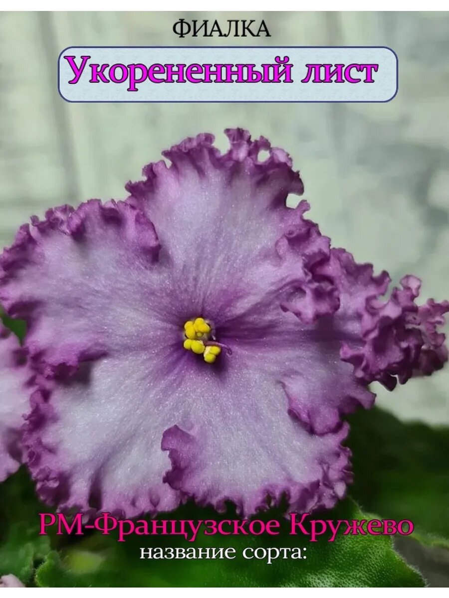 Фиалка живая в горшке комнатная сорт РМ-Французское Кружево (укорен. лист) 1 штука